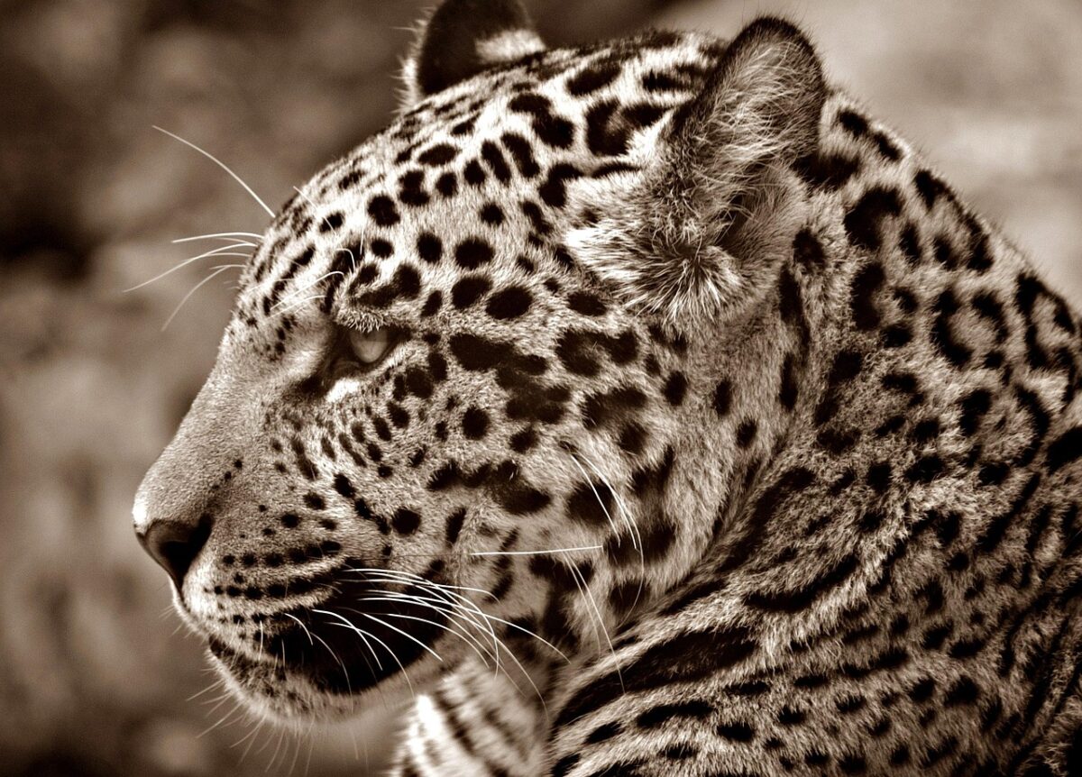 Animal nacional do Brasil: Conheça o símbolo da nossa fauna